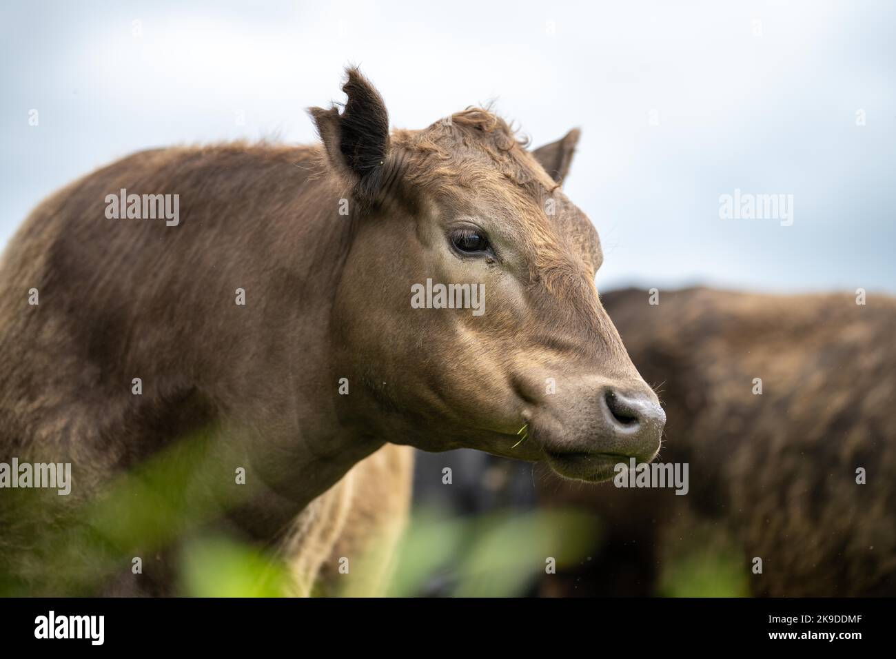 German angus cow calf hi-res stock photography and images - Alamy