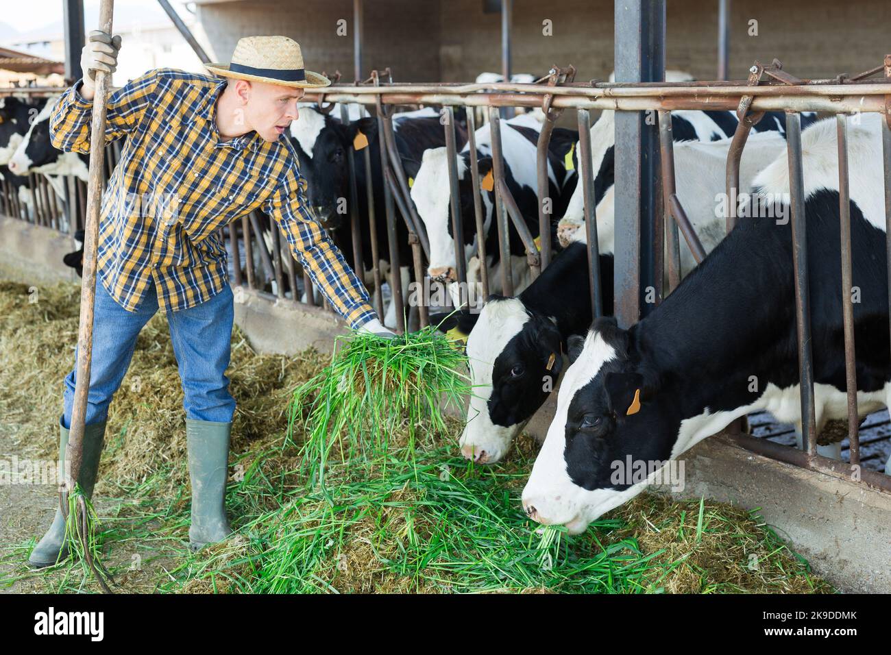 Portrait of male farm worker feeding cows Stock Photo - Alamy