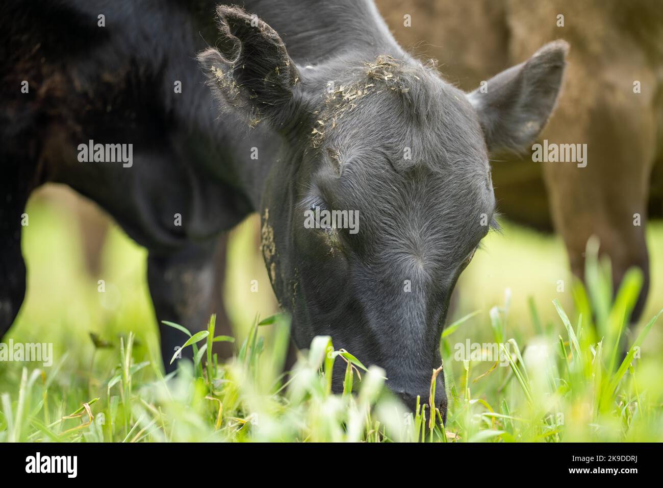 agriculture field, beef cows in a field. wagyu cattle herd grazing on ...