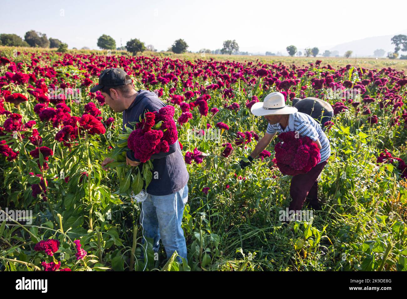 Morelia, Mexico, 27 Oct 2022, Farmers harvest Cockscomb (celosia ...