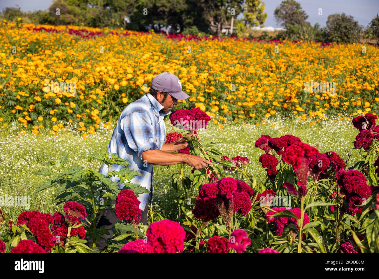 Morelia, Mexico, 27 Oct 2022, Jesus Garcia harvests Cockscomb (celosia ...
