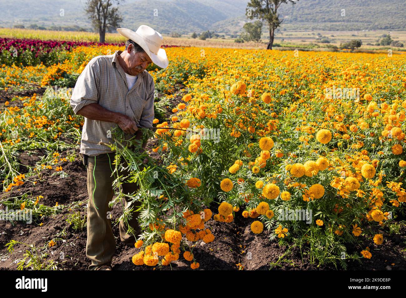 Morelia, Mexico, 27 Oct 2022, Farmer harvests marigold(tagetes erecta ...