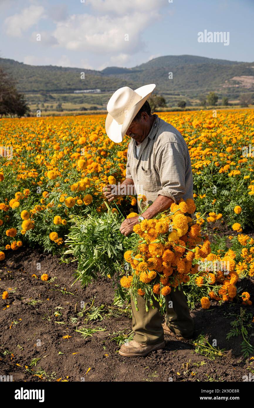 Morelia, Mexico, 27 Oct 2022, Farmer ties up a bundle of marigold ...