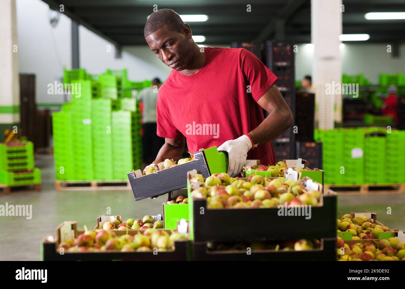 Worker stacking boxes with pears Stock Photo - Alamy