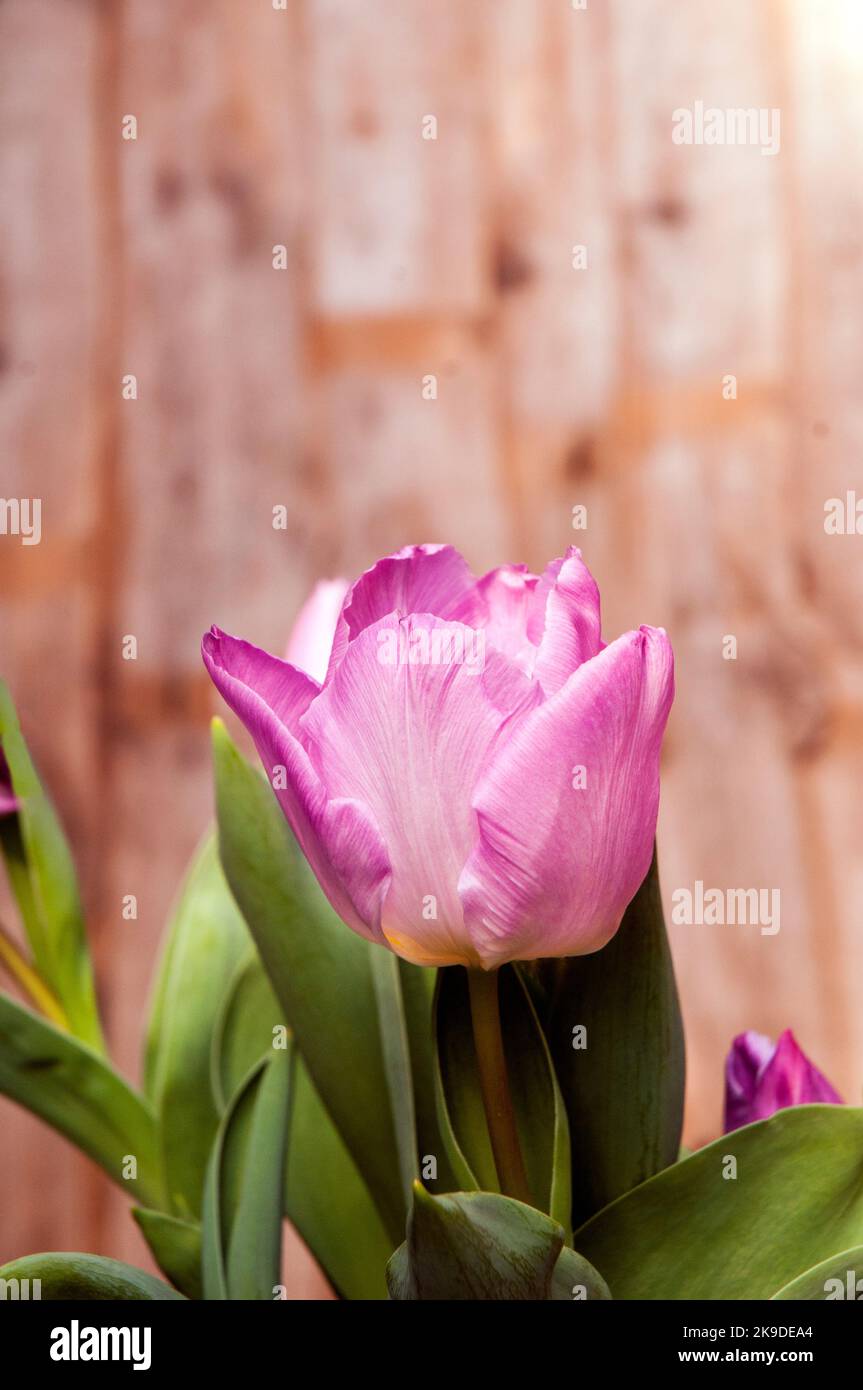 Tulip sweet flag hi-res stock photography and images - Alamy