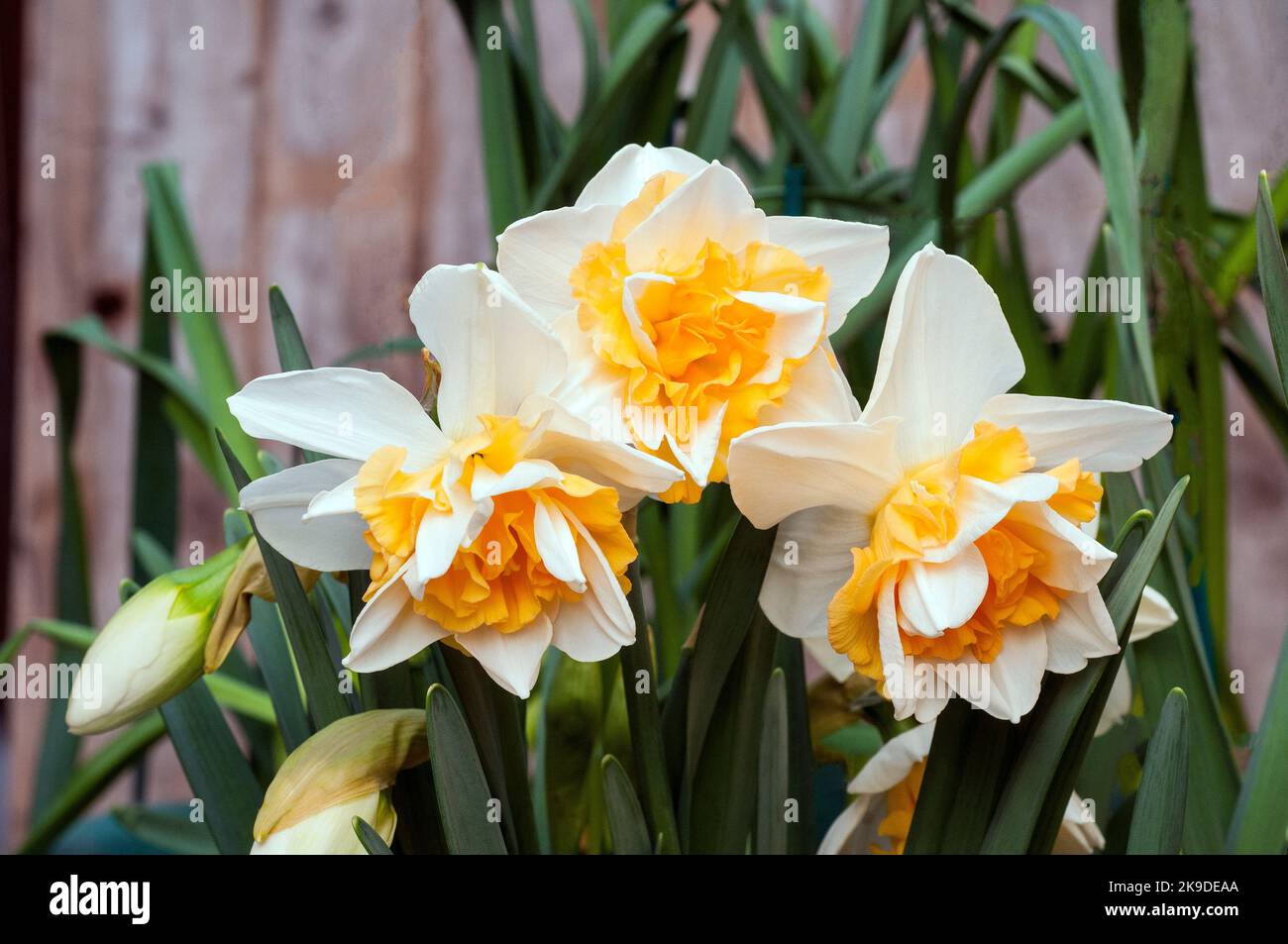 Close up group of Narcissus Sweet Desire in flower in spring. Narcissi ...
