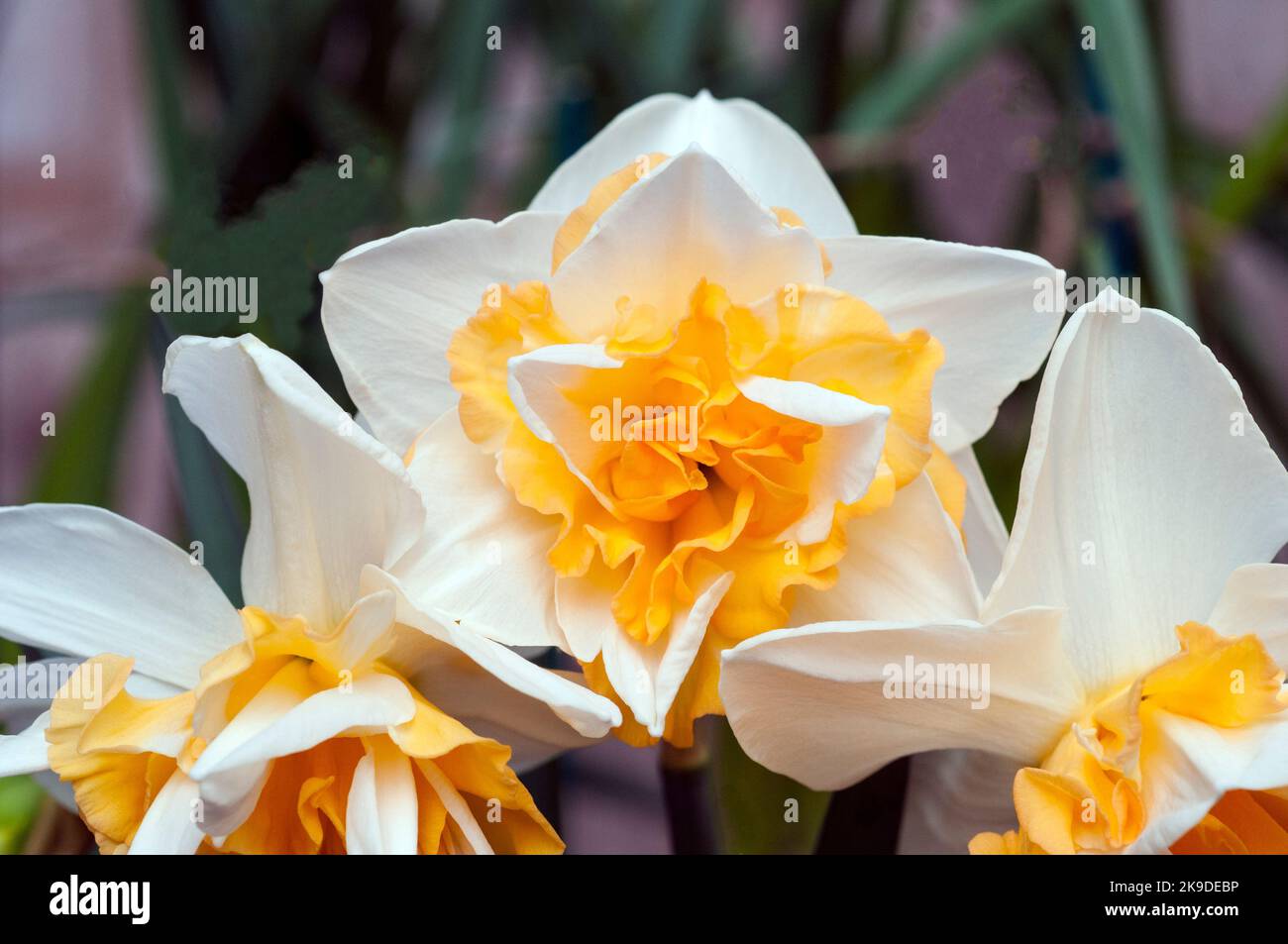 Close up group of Narcissus Sweet Desire in flower in spring. Narcissi Sweet Desire is a ...