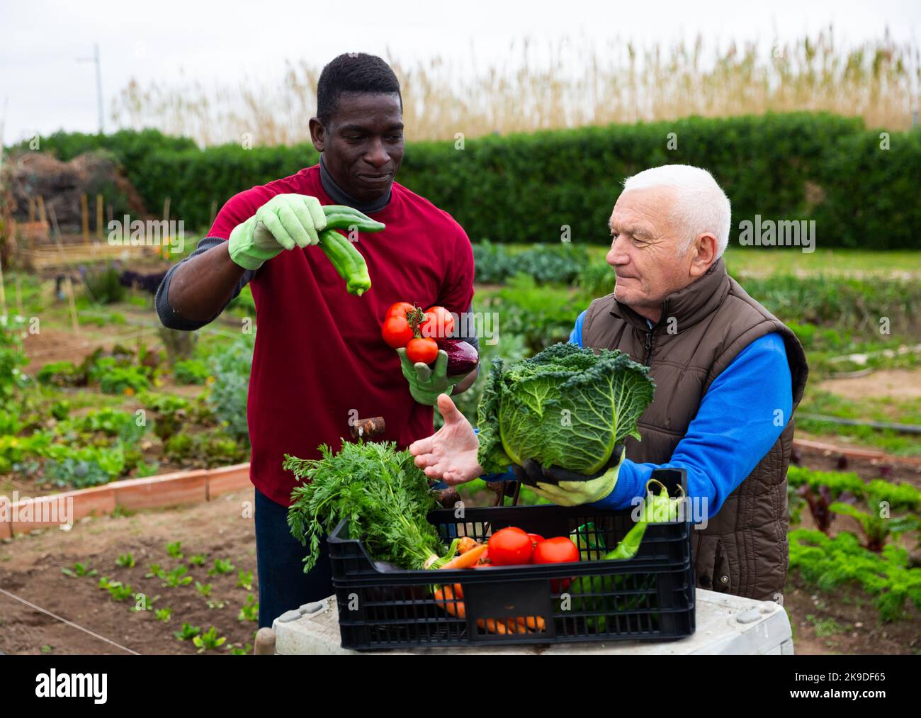 Getting to know the neighbors at the country houses in village Stock ...