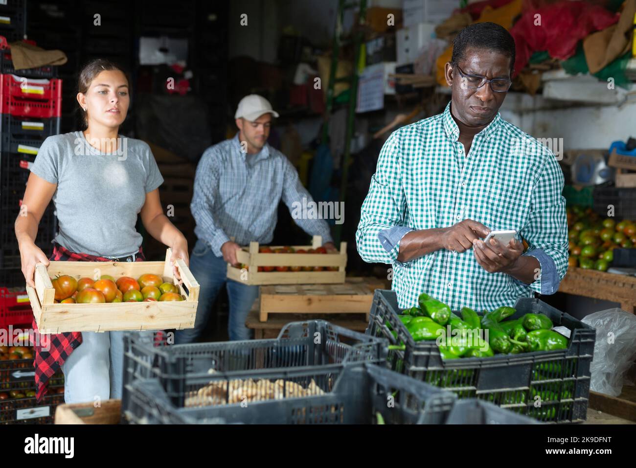 Hired worker sorts bell peppers in vegetables warehouse Stock Photo - Alamy