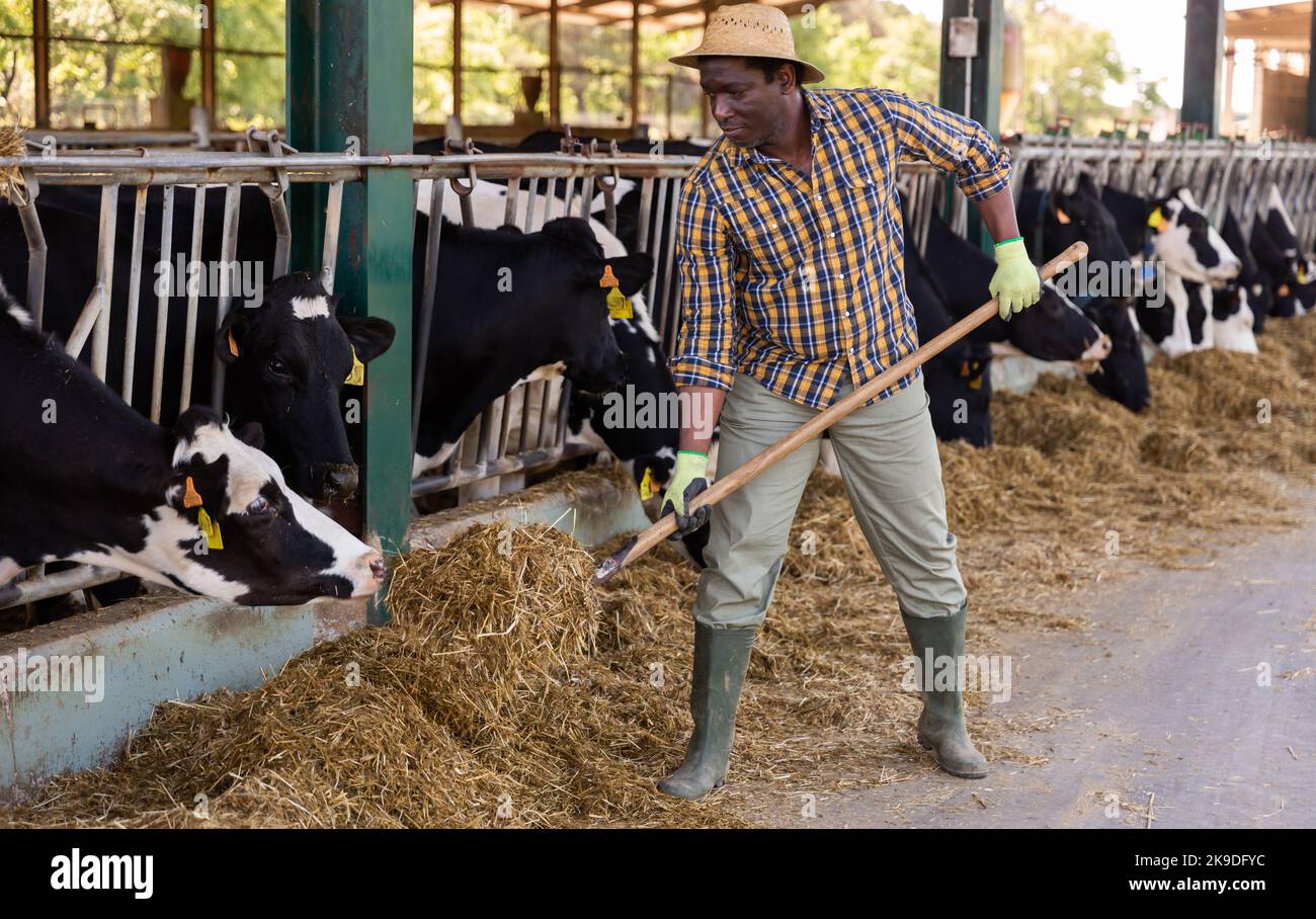 African male farmer in strow hat working in stall Stock Photo - Alamy