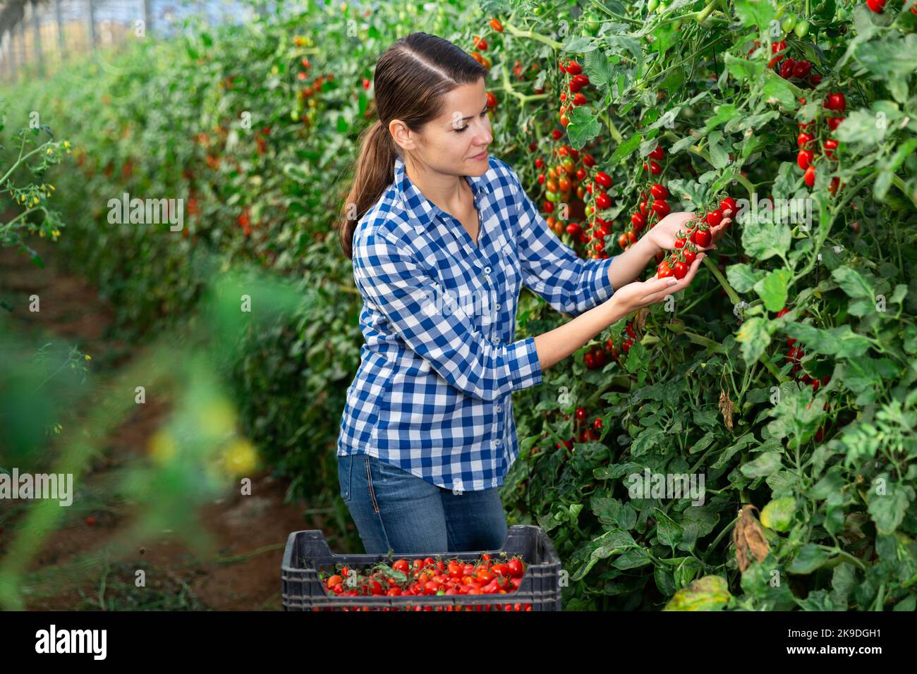 Farmer girl harvesting red hi-res stock photography and images - Alamy