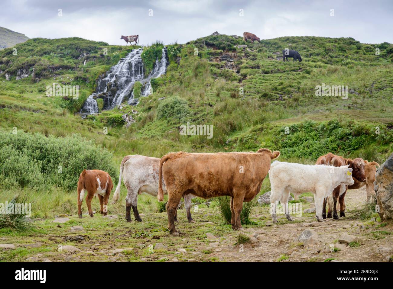 A single cow grazing on top of a waterfall,a group of cows below ...
