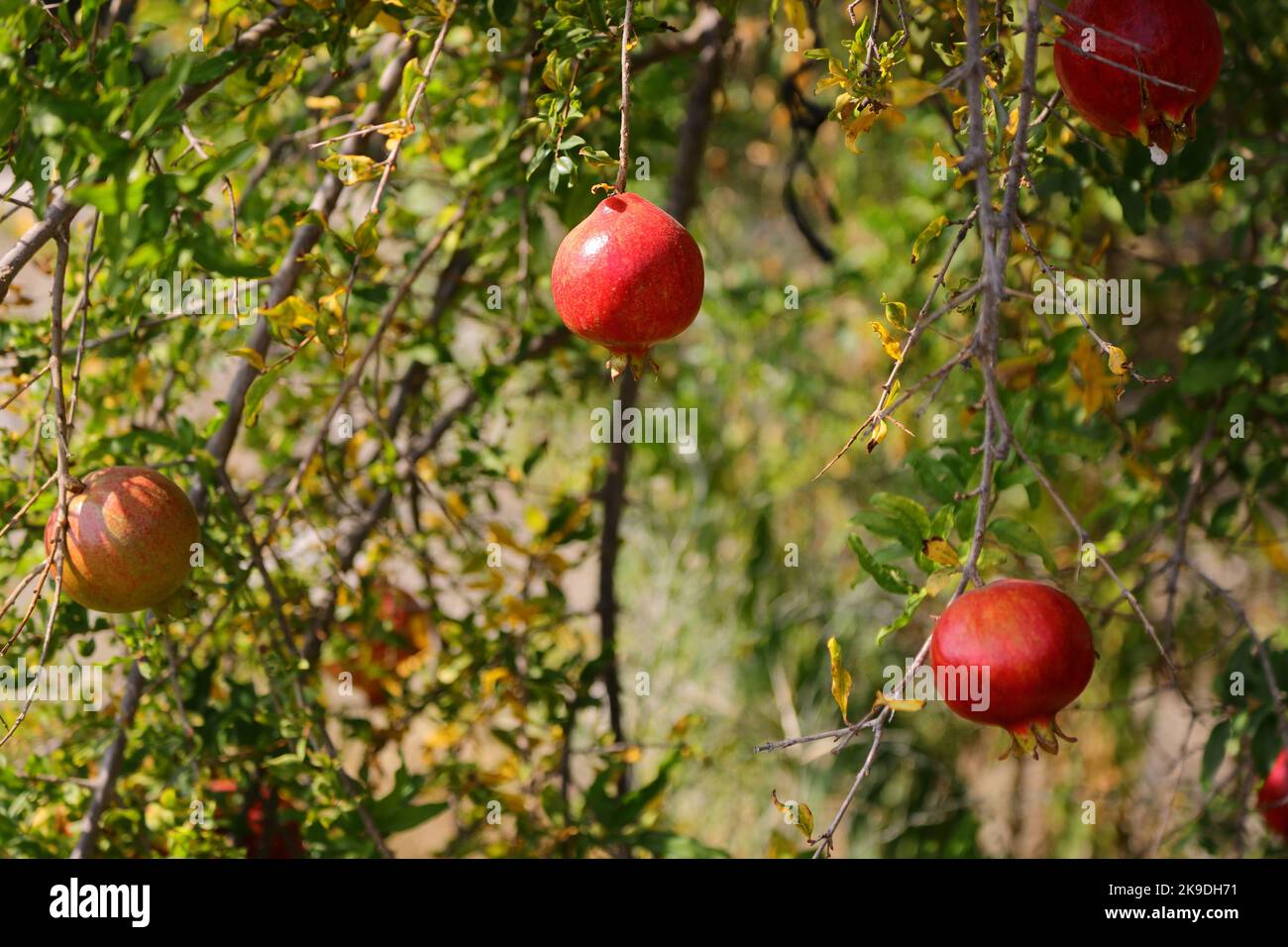Close-up of tree-ripening red pomegranates on a tree. Growing ...