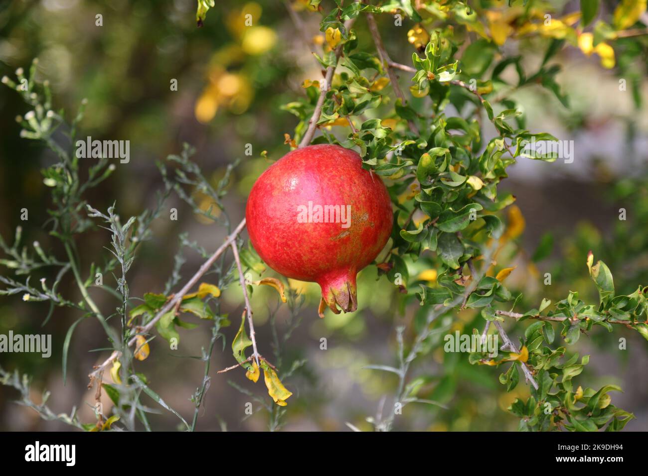 Close-up of tree-ripening red pomegranates on a tree. Growing ...