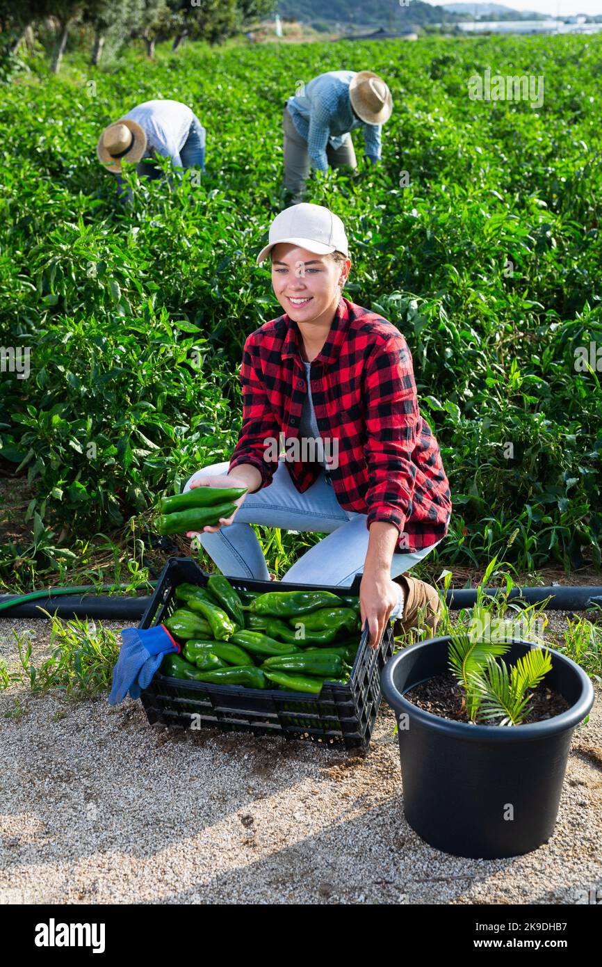 Woman demonstrates box with crop of ripe bell peppers in farmer field ...