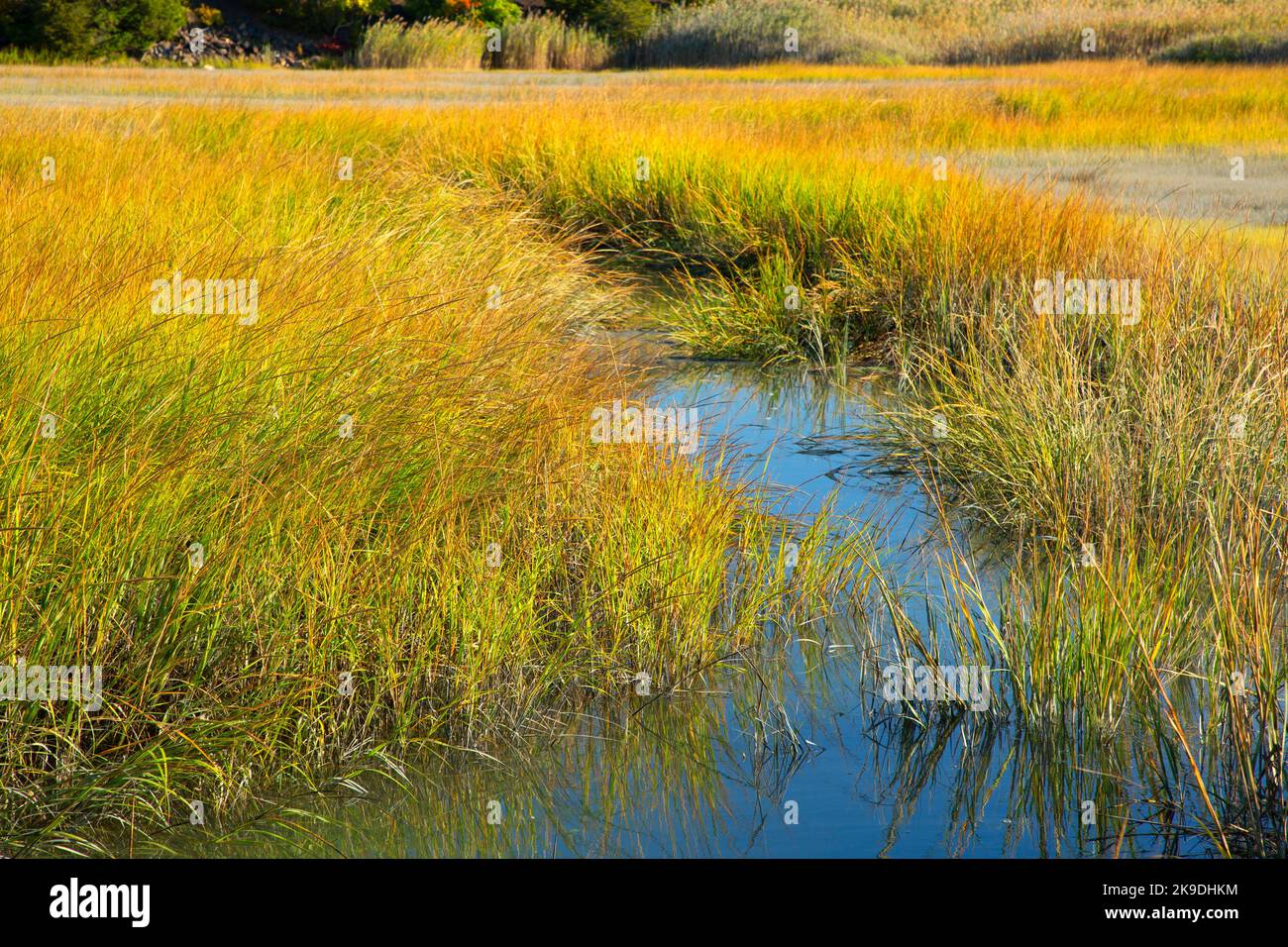 Salt water estuary, Vedder Preserve, Branford, Connecticut Stock Photo ...