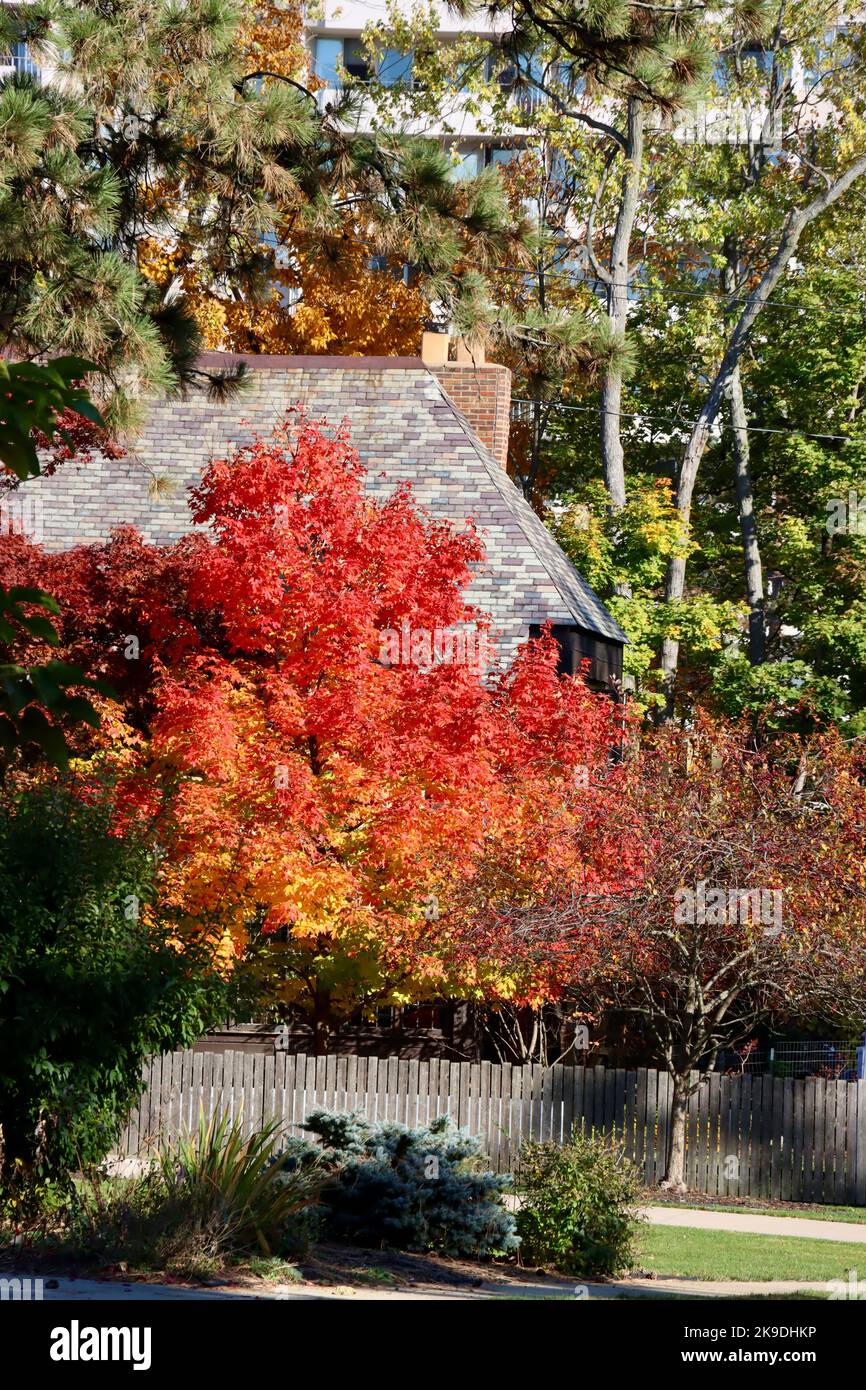 Fall colors in Lakewood, Ohio Stock Photo - Alamy