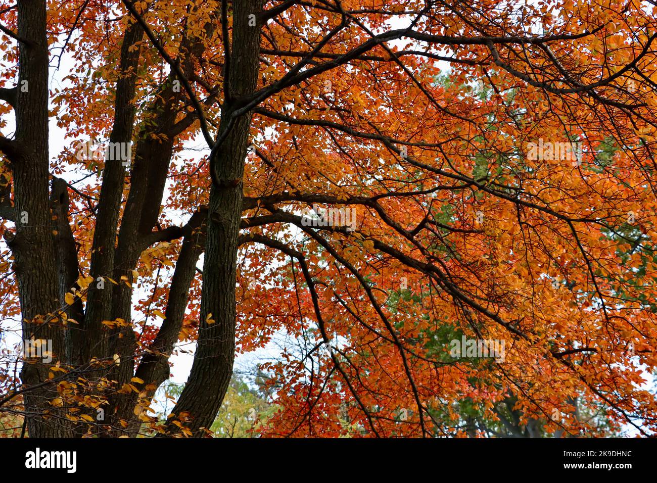 Northeast ohio fall trees hi-res stock photography and images - Alamy