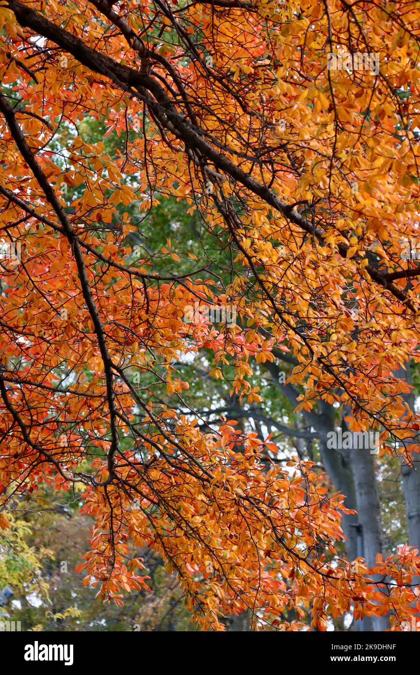Fall colors in Lakewood, Ohio Stock Photo - Alamy