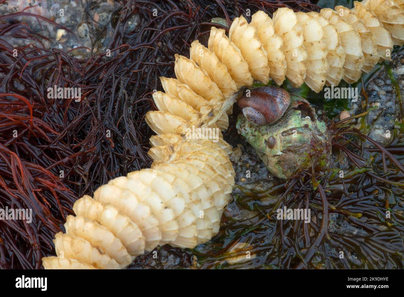 Whelk egg case hi-res stock photography and images - Alamy