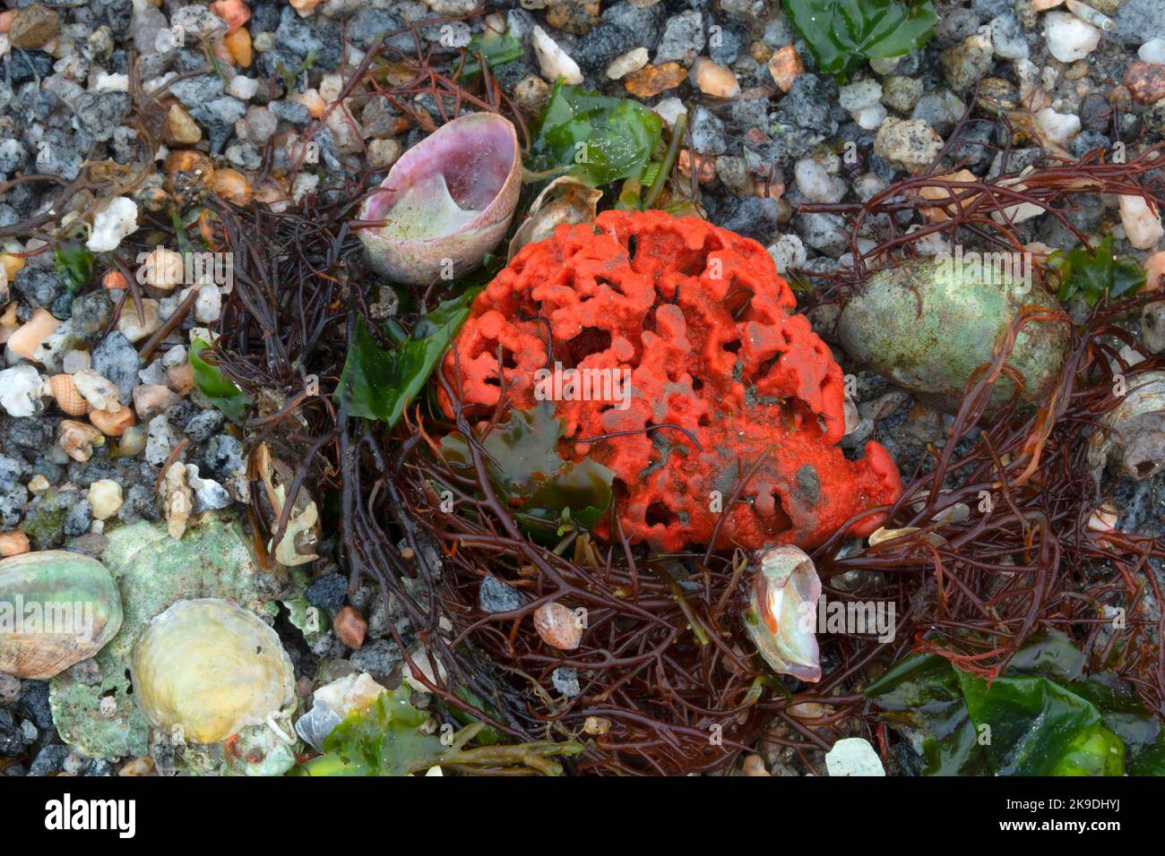 Red beard sponge (Microciona prolifera), Sandy Point Beach & Bird ...