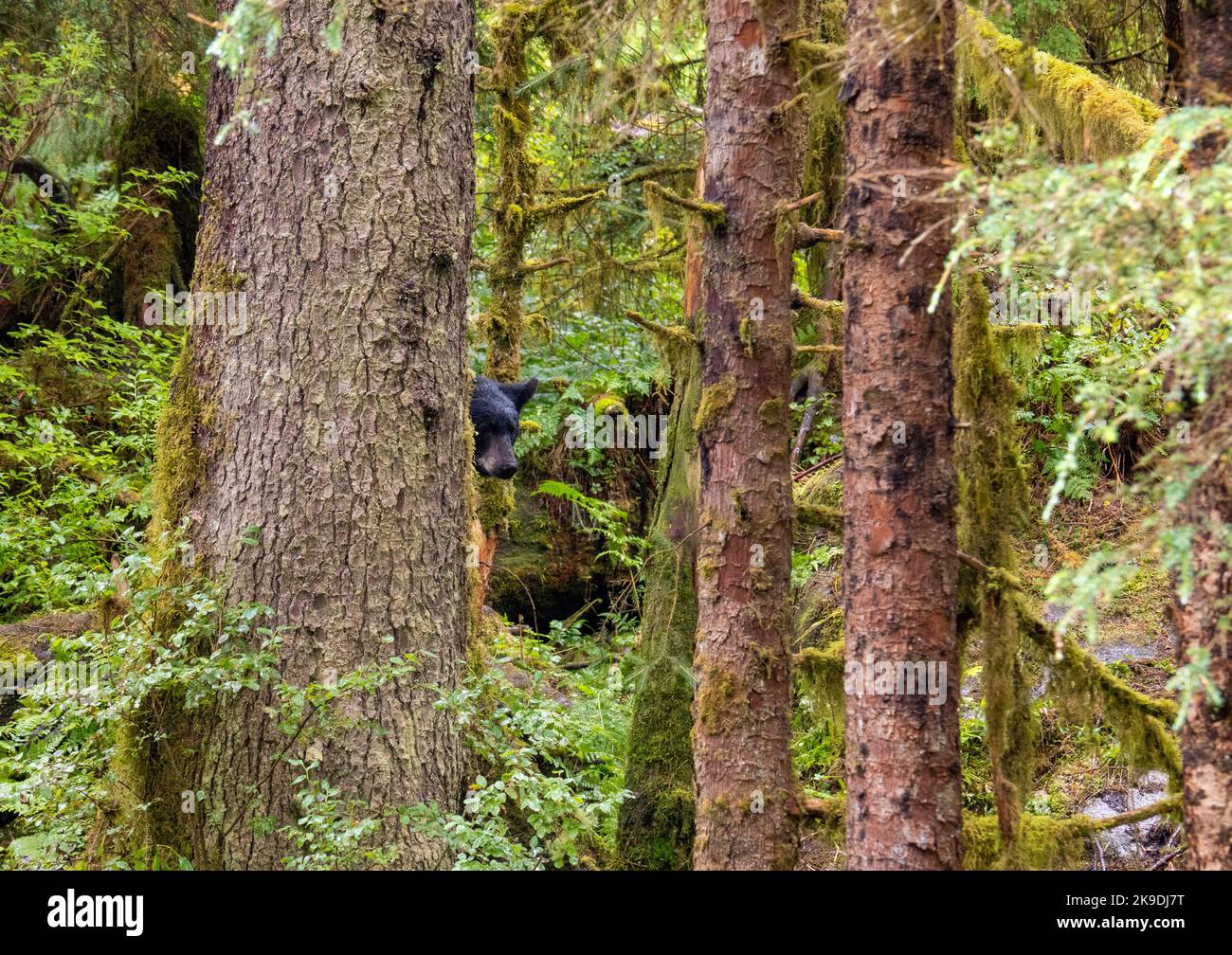 Anan Bear Observatory, Tongass National Forest, Alaska Stock Photo - Alamy