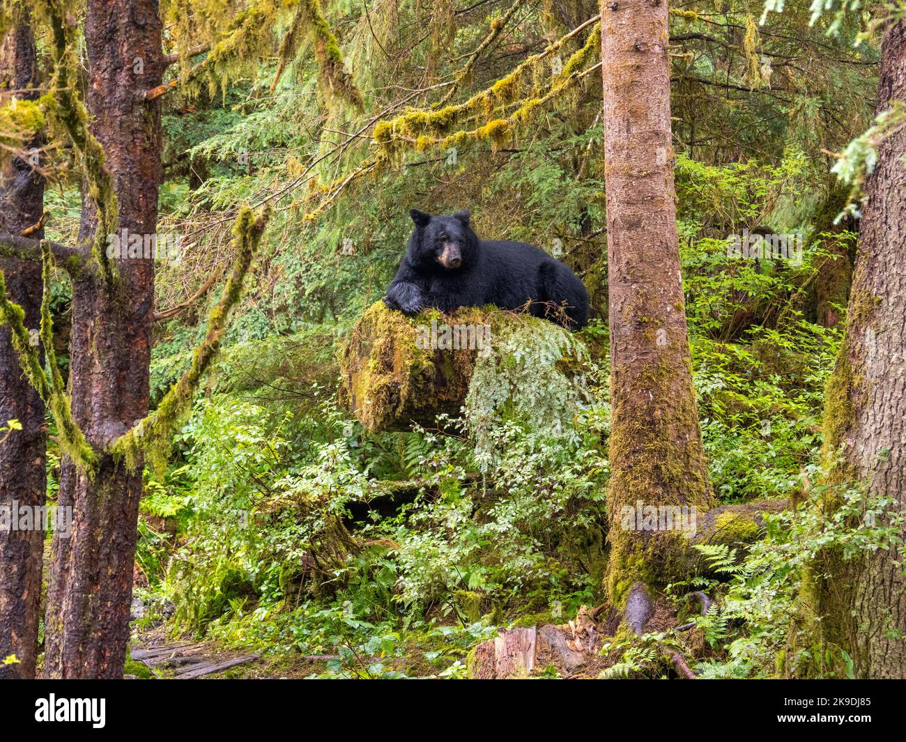 Anan Bear Observatory, Tongass National Forest, Alaska Stock Photo - Alamy