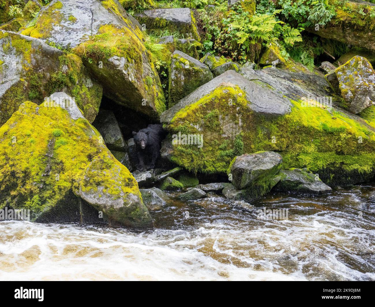 Anan bear observatory hi-res stock photography and images - Alamy