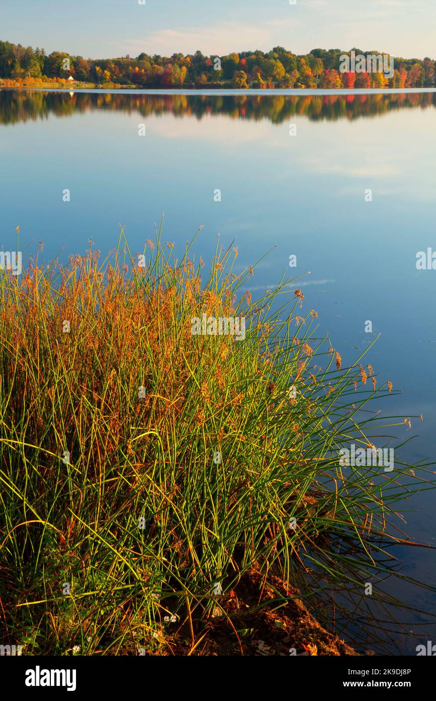 Batterson Park Pond bulrush, Batterson Park Pond State Boat Launch, New ...
