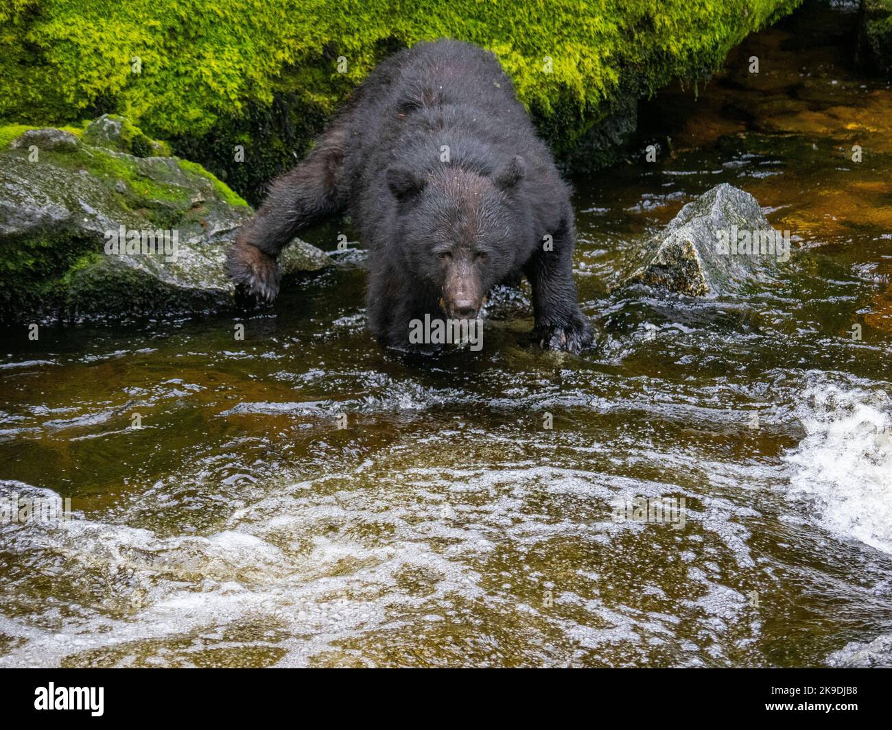 Black bears at Anan Bear Observatory, Tongass National Forest, Alaska ...