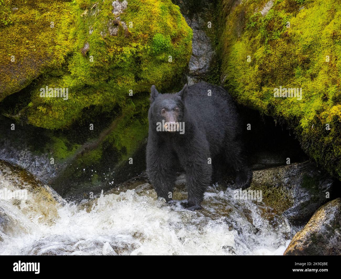 Black bears at Anan Bear Observatory, Tongass National Forest, Alaska ...