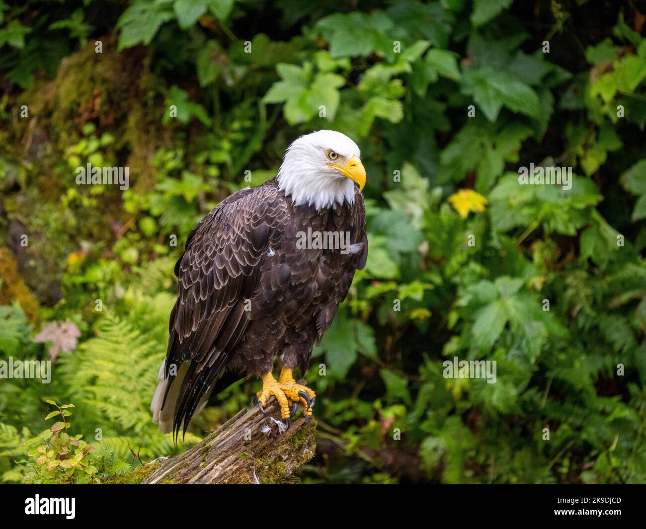 Bald eagles at Anan Bear Observatory, Tongass National Forest, Alaska ...