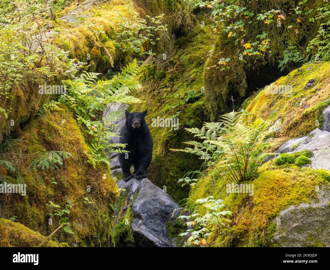 Black bears at Anan Bear Observatory, Tongass National Forest, Alaska ...