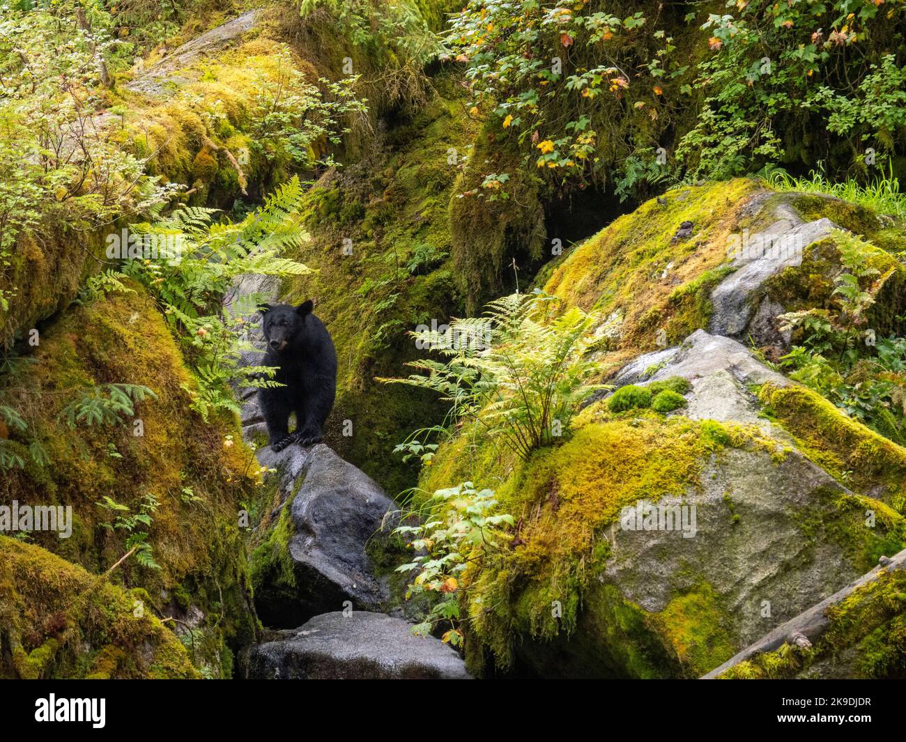 Black bears at Anan Bear Observatory, Tongass National Forest, Alaska ...