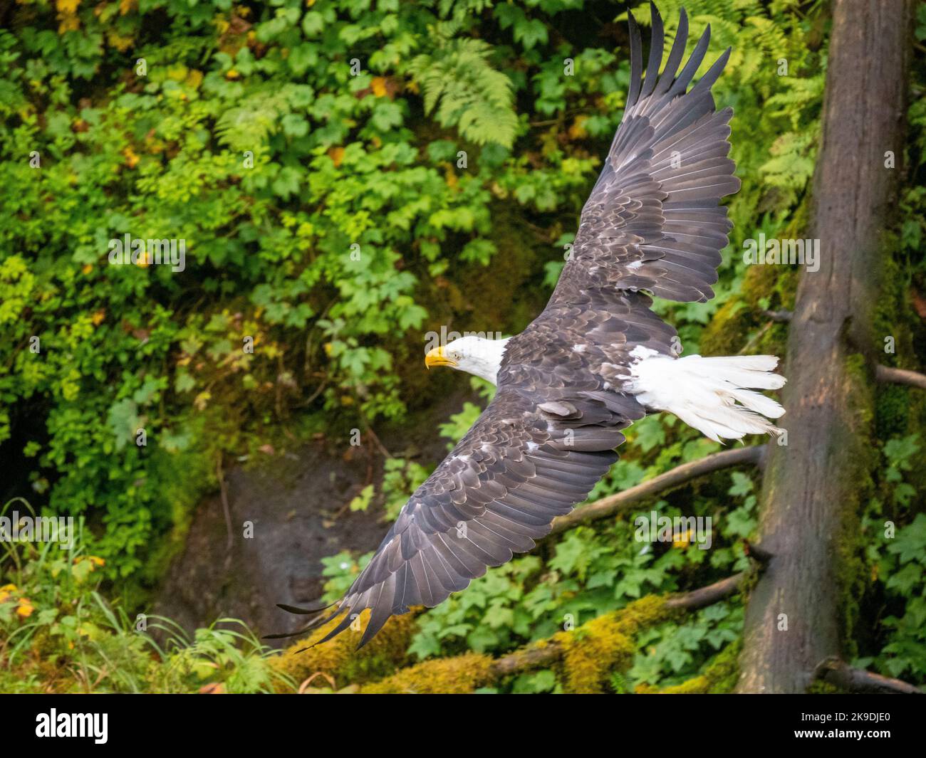 Bald eagles at Anan Bear Observatory, Tongass National Forest, Alaska ...