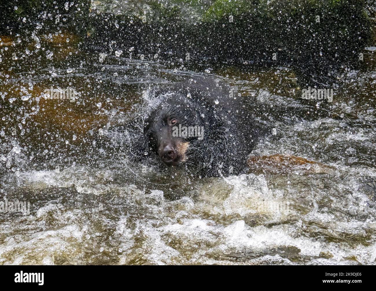 Black bears at Anan Bear Observatory, Tongass National Forest, Alaska ...