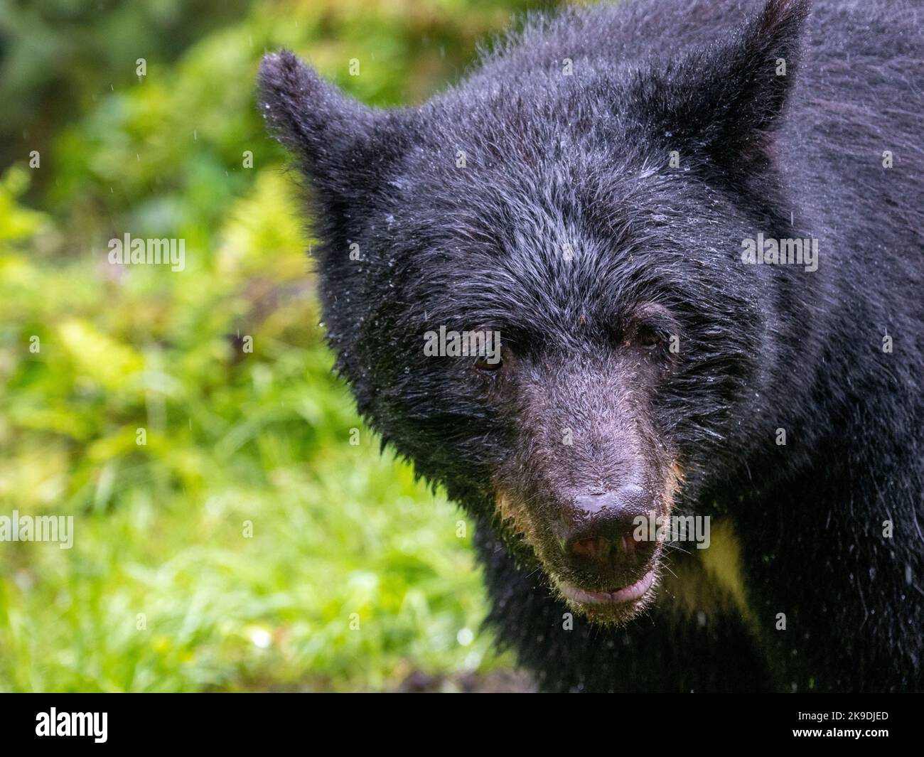 Black bears at Anan Bear Observatory, Tongass National Forest, Alaska ...