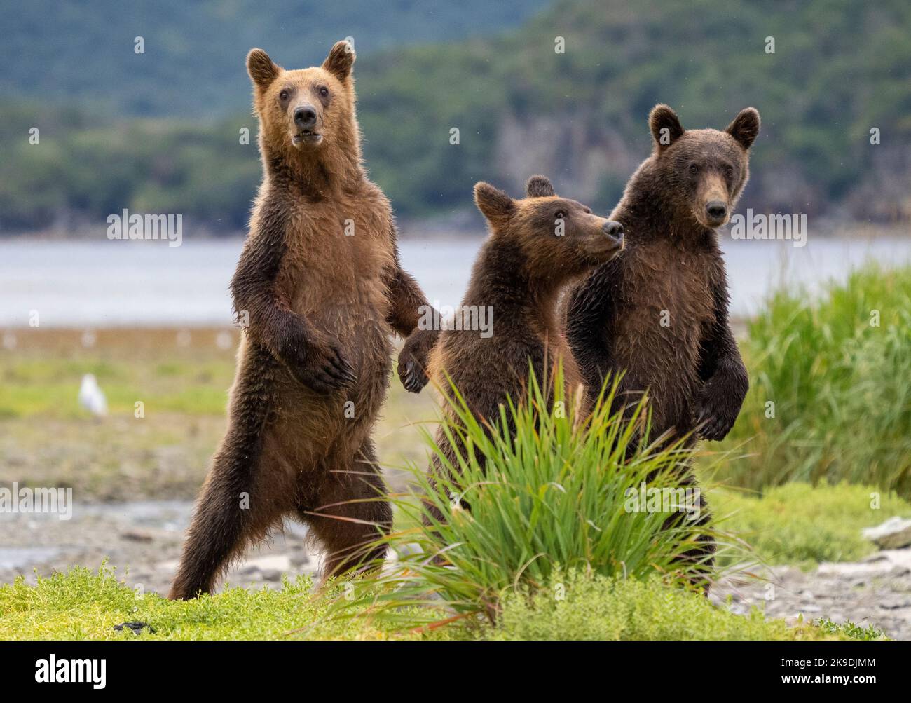 Grizzly bear triplets hi-res stock photography and images - Alamy