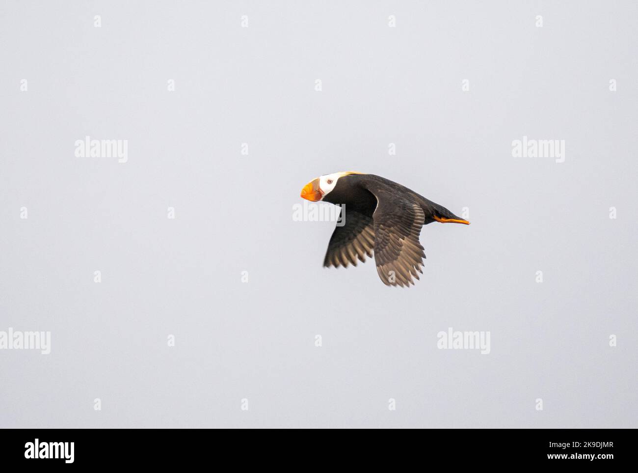 Tufted puffin fratercula cirrhata flying hi-res stock photography and ...