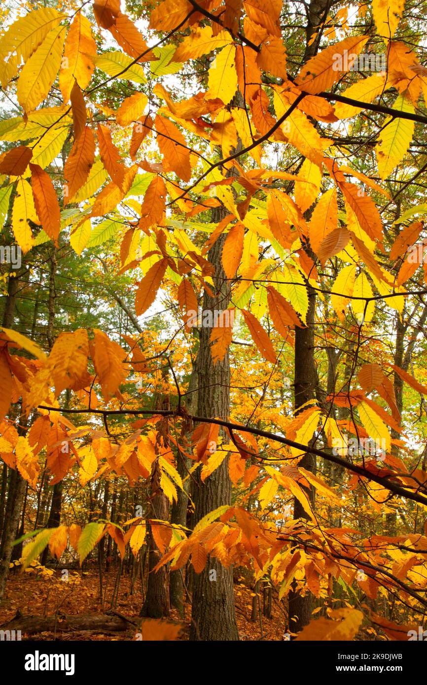 American chestnut leaves along Blue Trail, Shade Swamp Sanctuary ...