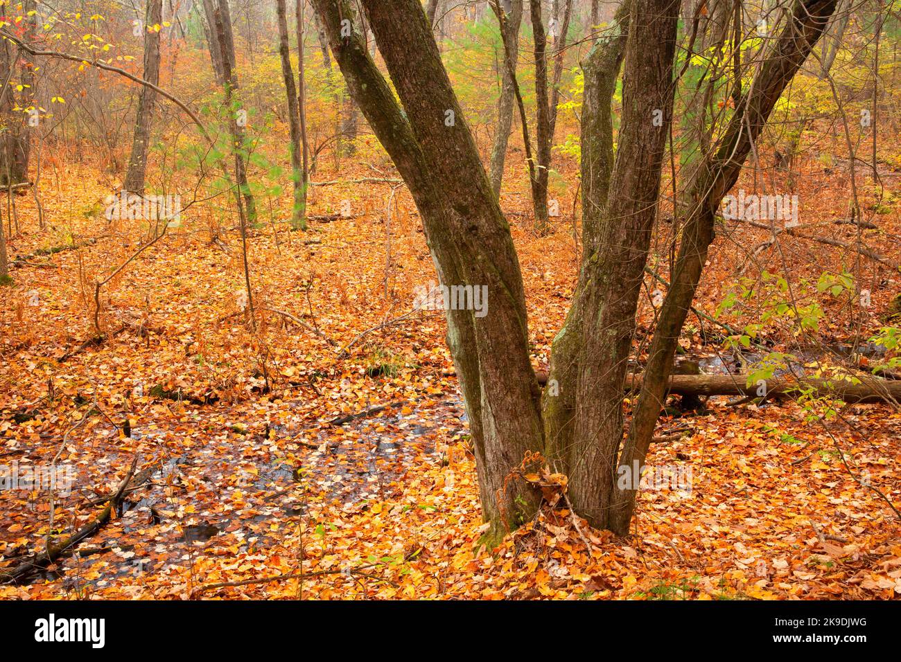 Shade of forest hi-res stock photography and images - Alamy