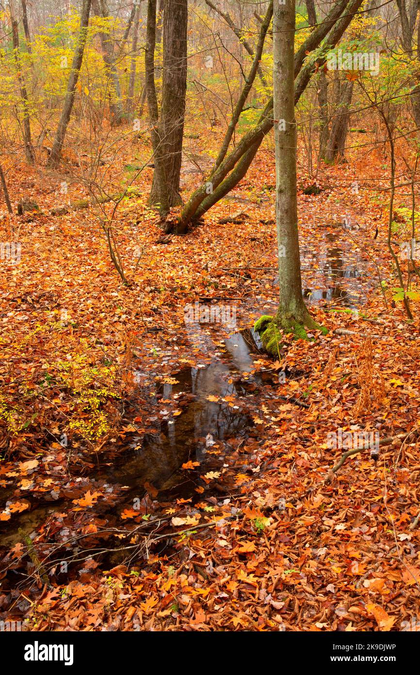 Shade Swamp forest, Shade Swamp Sanctuary, Connecticut Stock Photo - Alamy