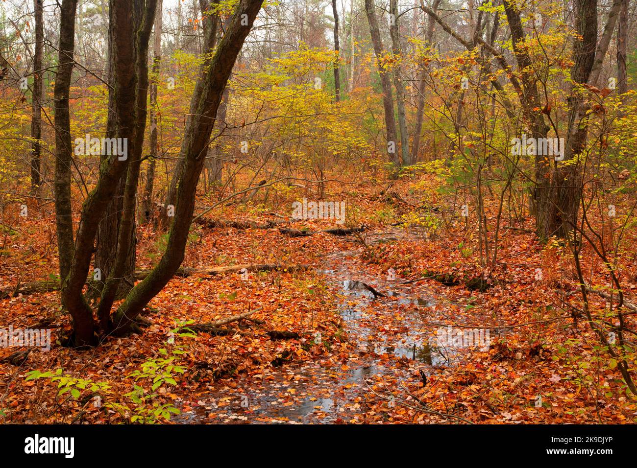Shade Swamp forest, Shade Swamp Sanctuary, Connecticut Stock Photo - Alamy