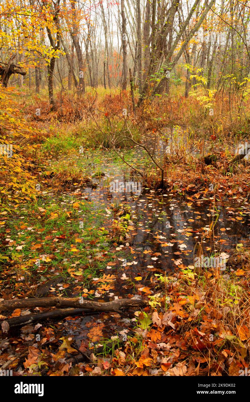 Shade of forest hi-res stock photography and images - Alamy