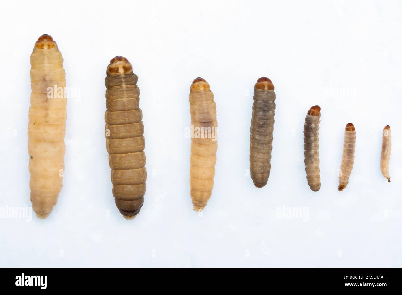 The greater wax moth Galleria mellonella Stock Photo - Alamy