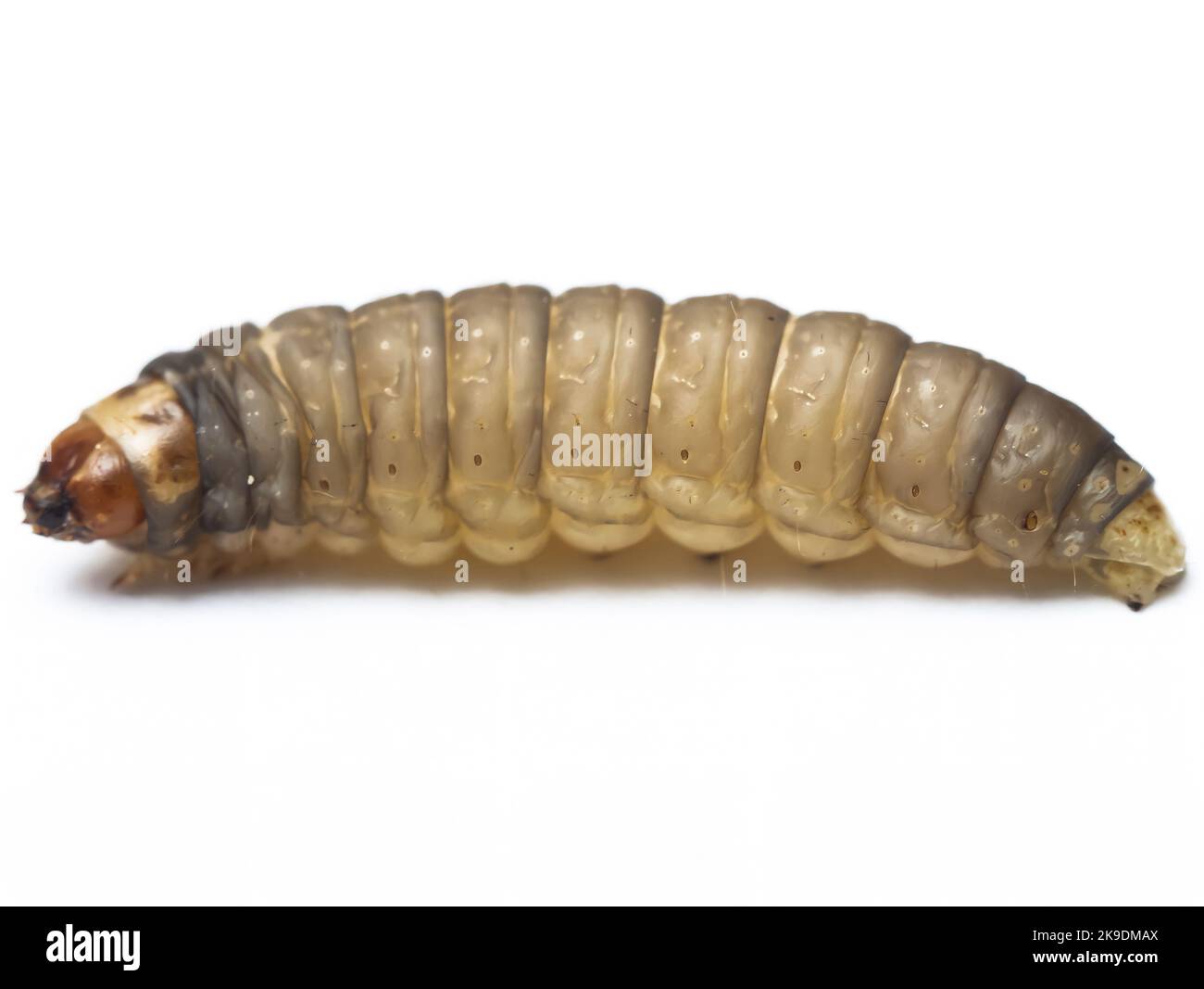 Insect model organism hi-res stock photography and images - Alamy