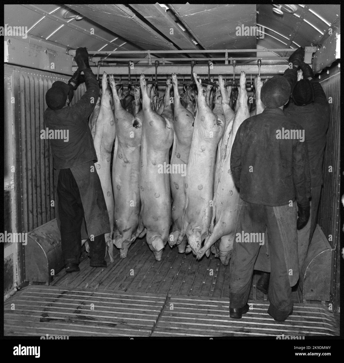 Cooling car transport. Loading of pork Stock Photo - Alamy
