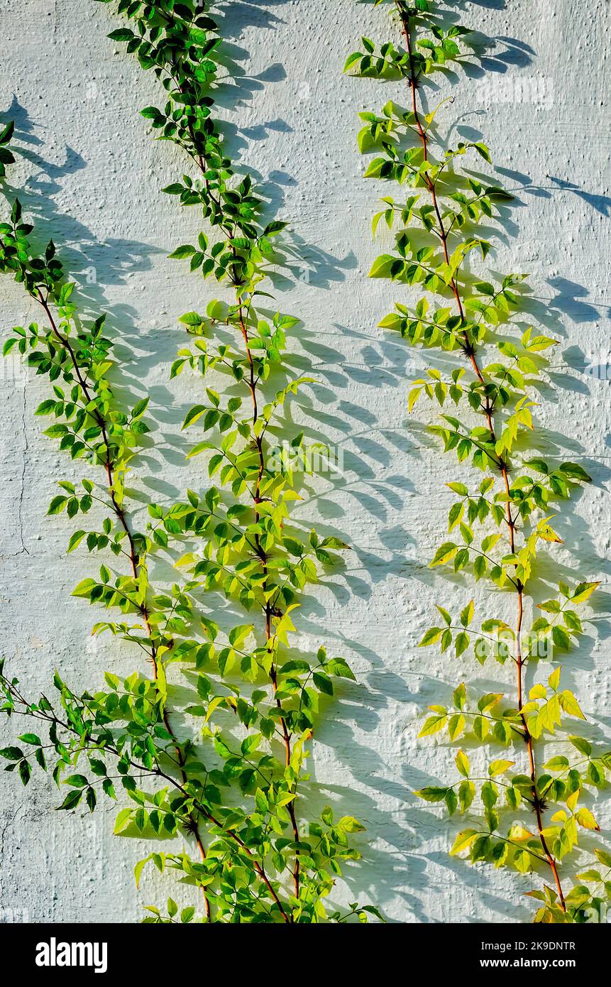 Trumpet vine (Campsis radicans), also known as hummingbird vine or ...