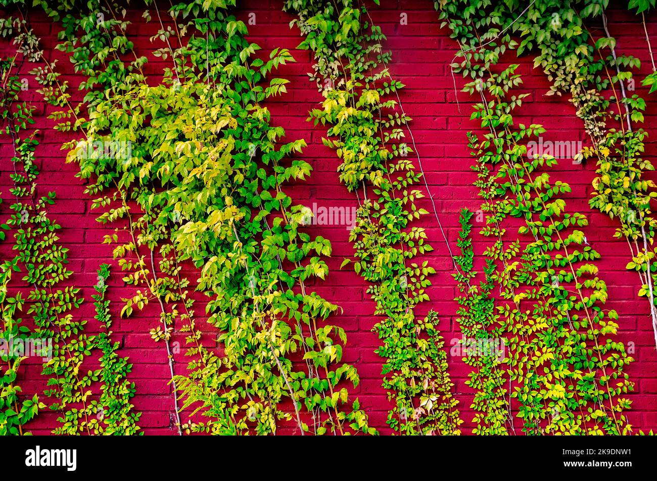 Trumpet vine (Campsis radicans), also known as hummingbird vine or ...