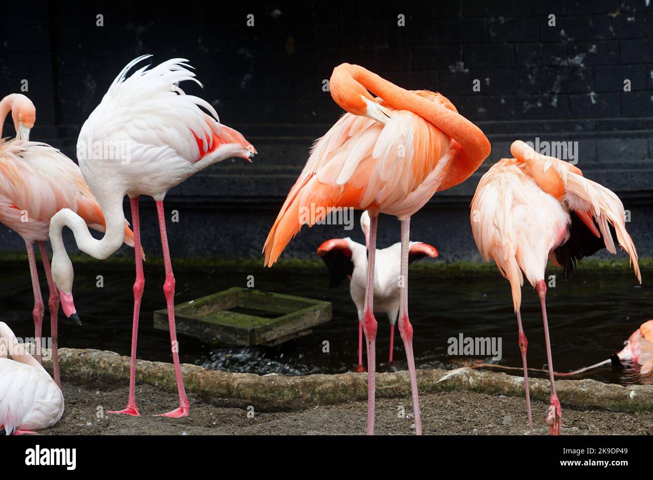 Flamingo Bird at Batu Secret Zoo, Malang, East Java, Indonesia Stock ...